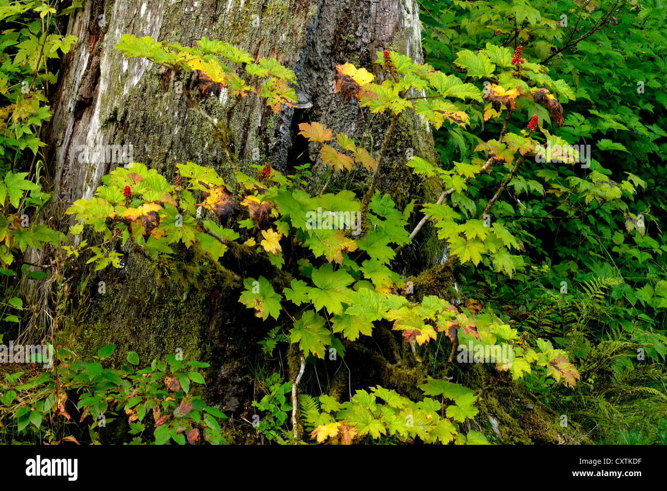 Devils Club High Resolution Stock Photography and Images - Alamy