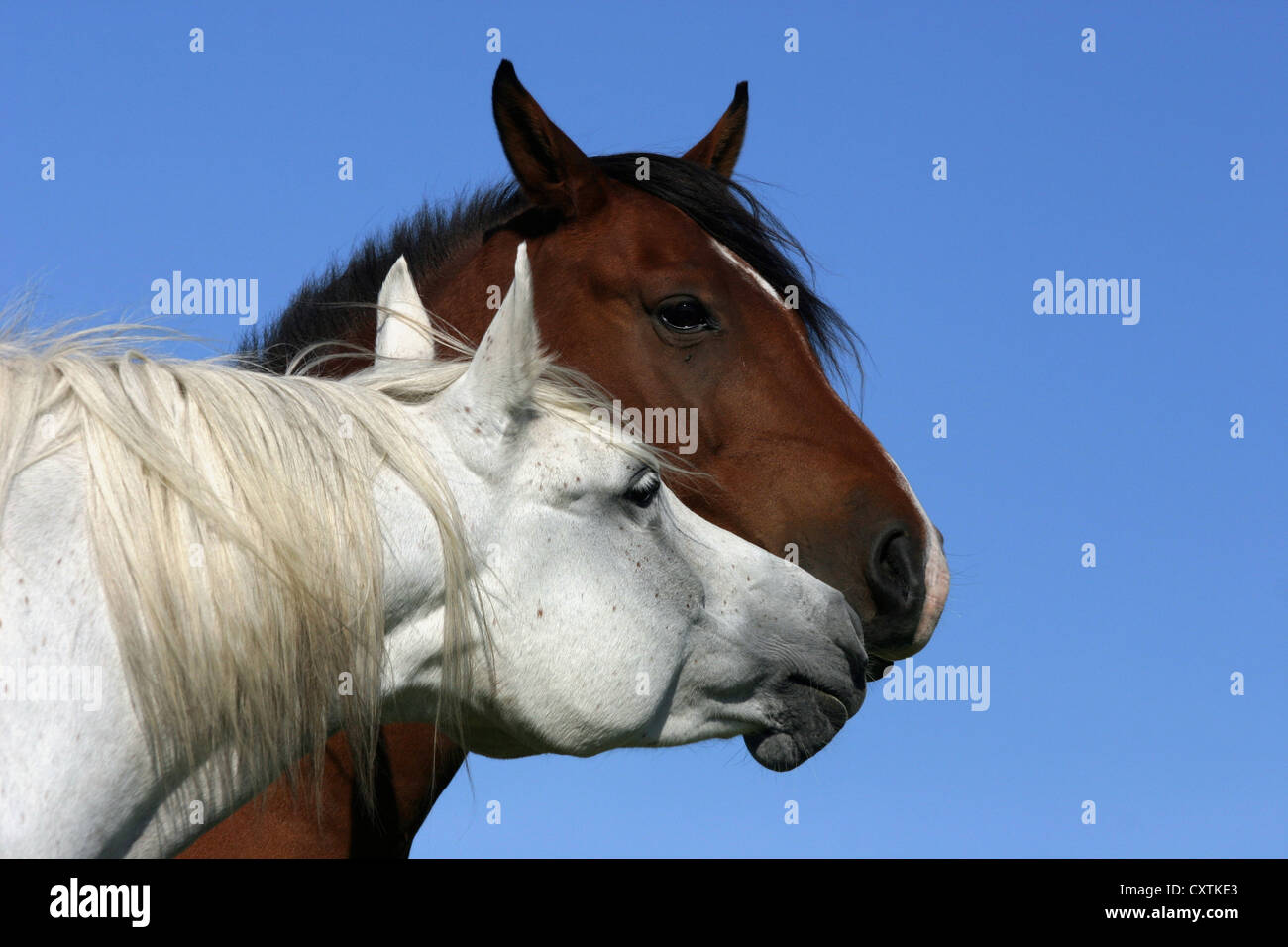 portrait of two horses Stock Photo - Alamy