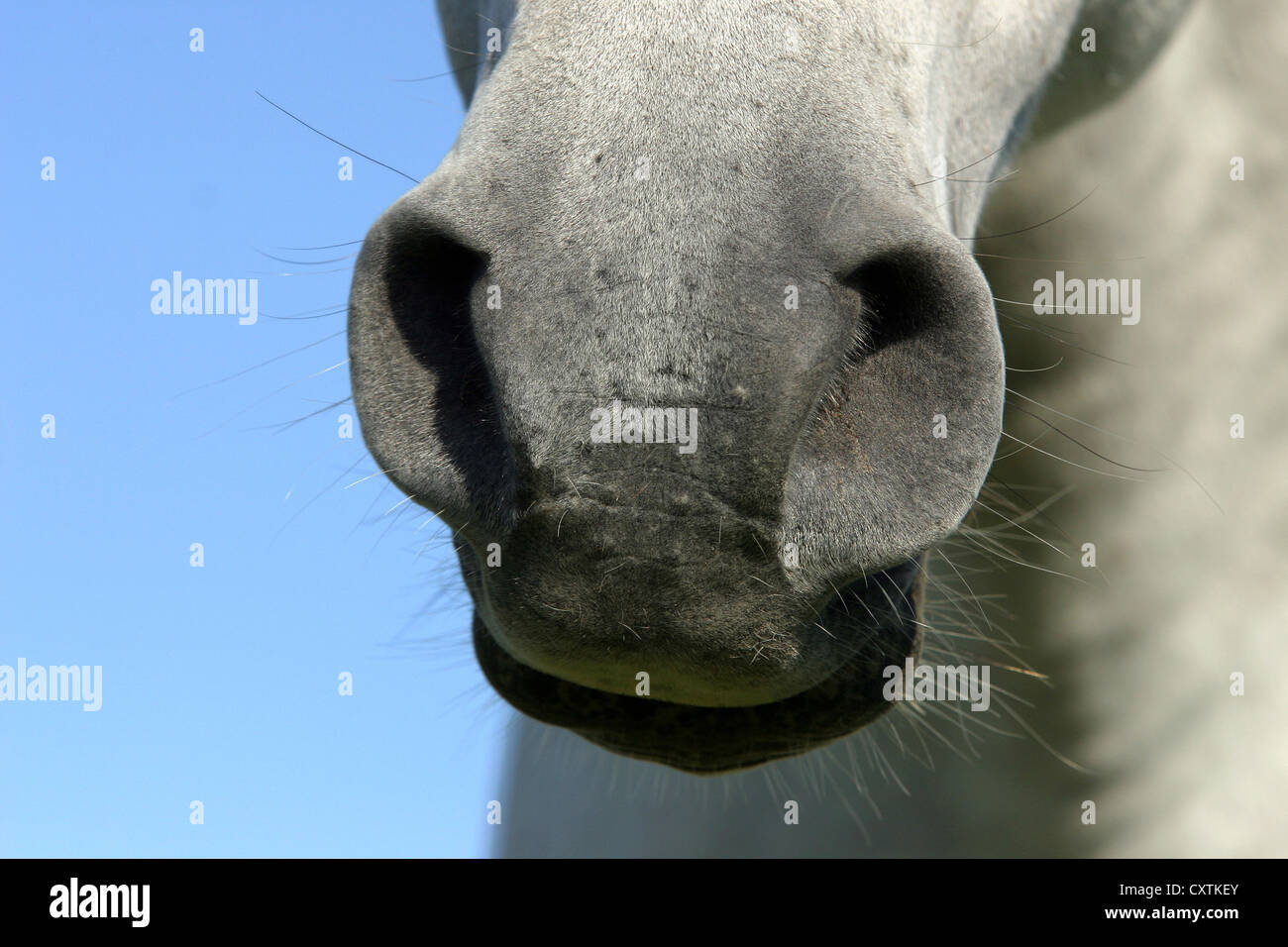 Horsemouth hi-res stock photography and images - Alamy