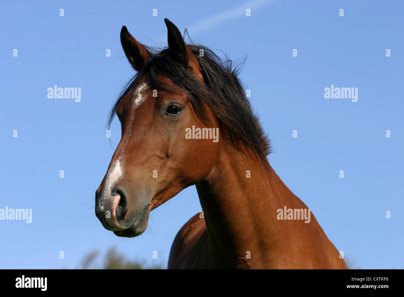 brown arabian horse Stock Photo - Alamy