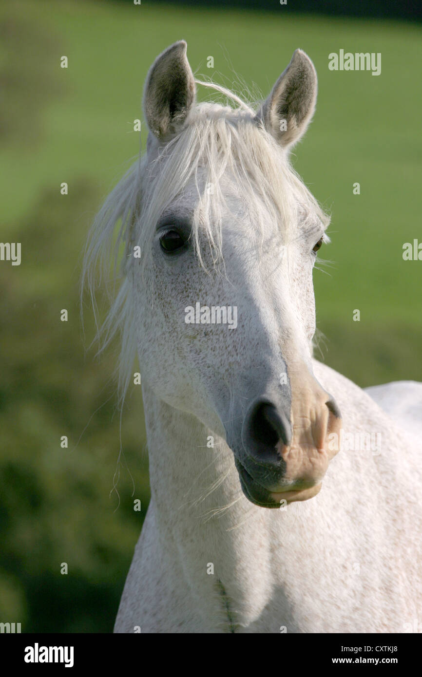 white Arabian Horse Stock Photo - Alamy