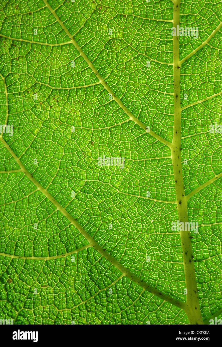 Green leaf macro close up Stock Photo - Alamy