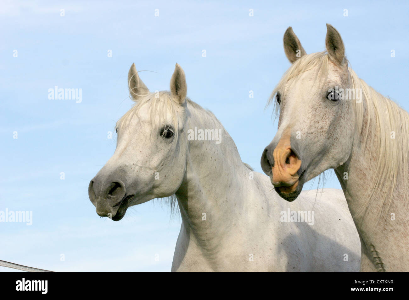 Two arabian horses white hi-res stock photography and images - Alamy