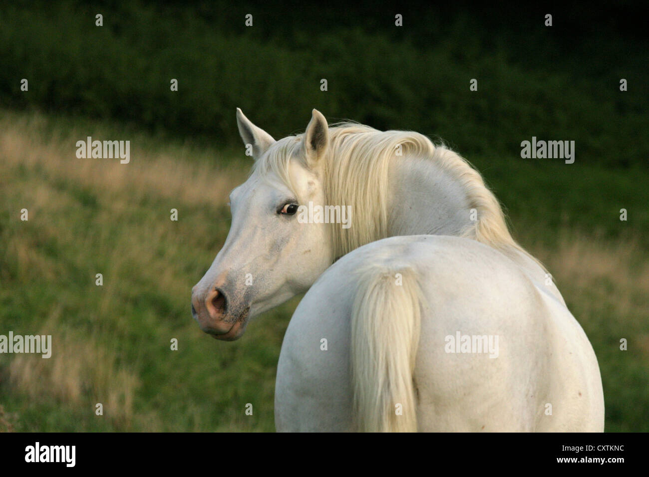 white arabian horse Stock Photo - Alamy
