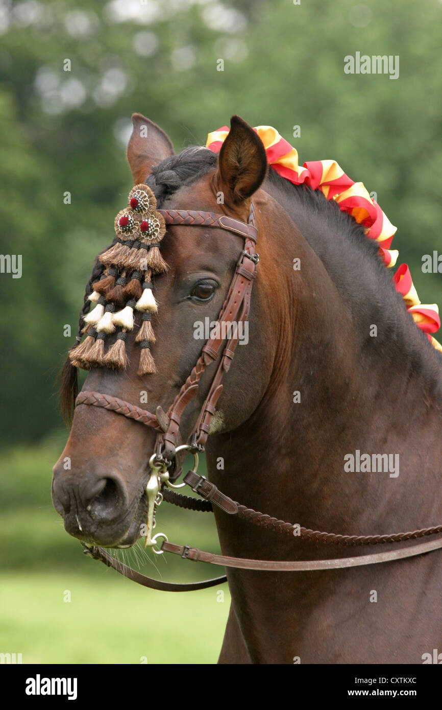 Andalusier hi-res stock photography and images - Alamy