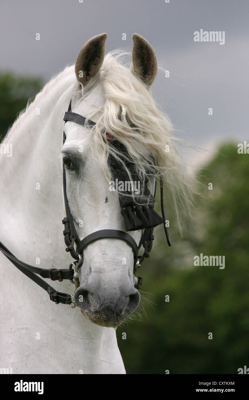 Andalusier hi-res stock photography and images - Alamy