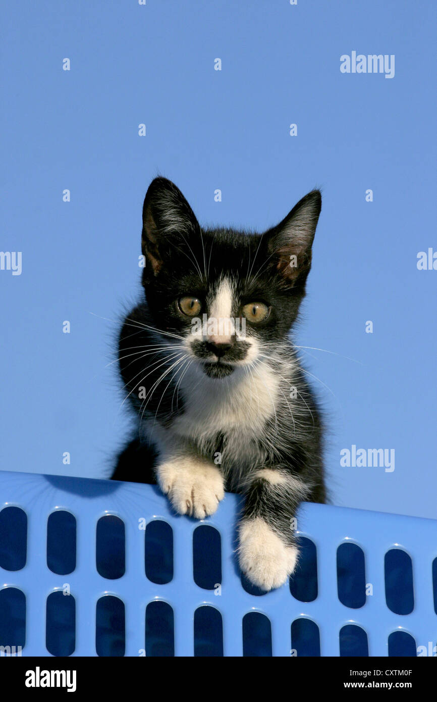 Piebald cats hi-res stock photography and images - Alamy