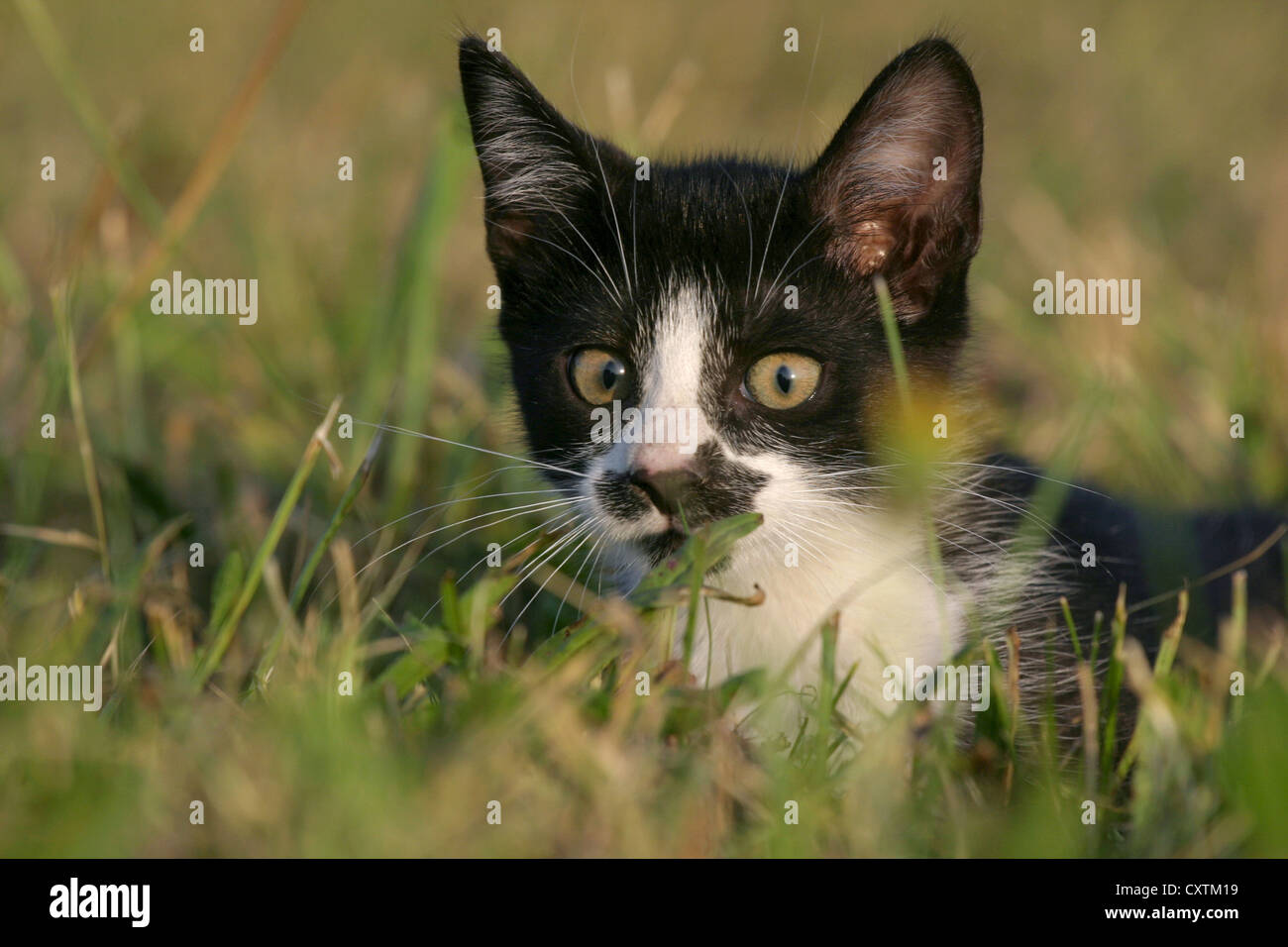 Piebald cats hi-res stock photography and images - Alamy