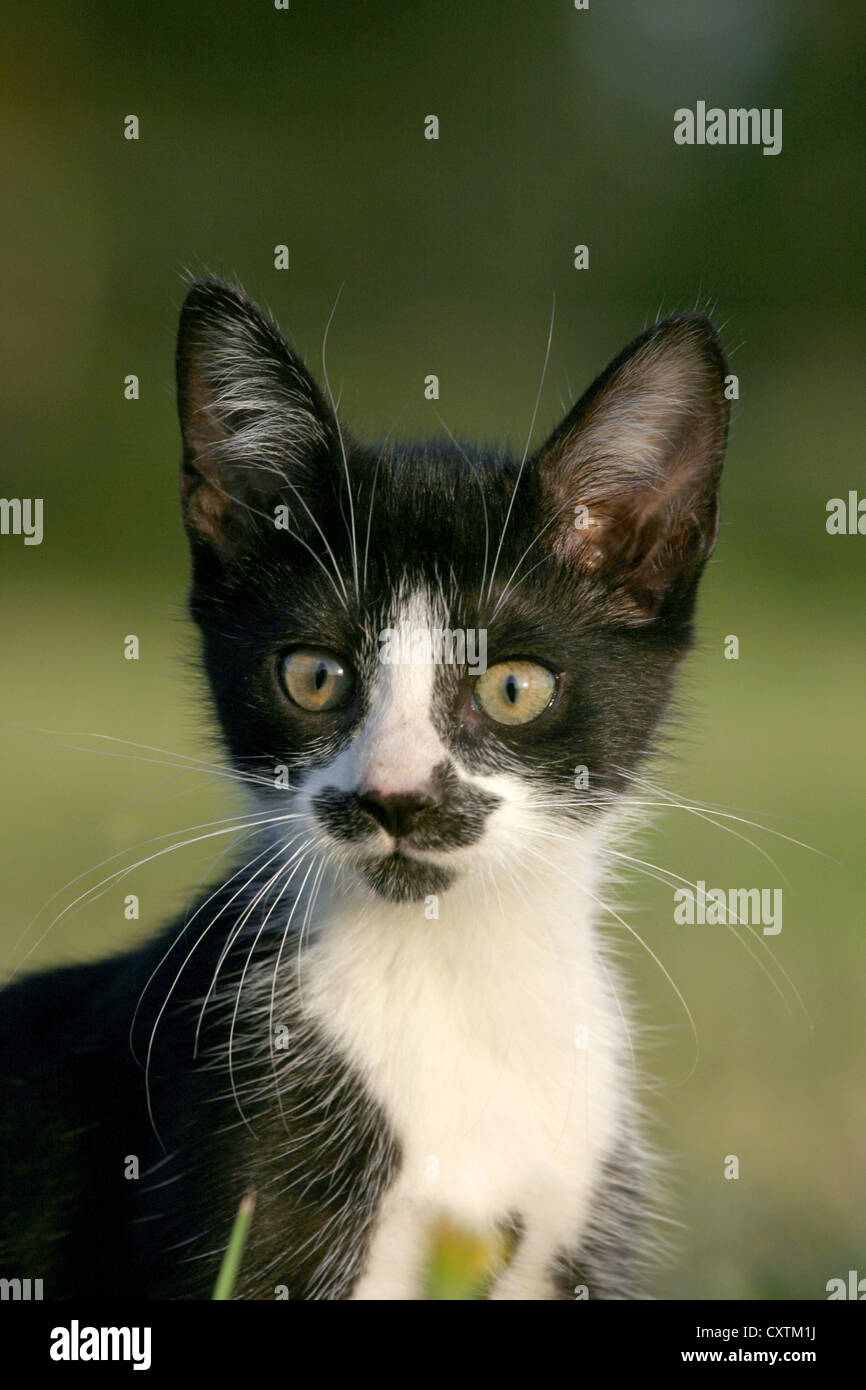 Piebald cats hi-res stock photography and images - Alamy