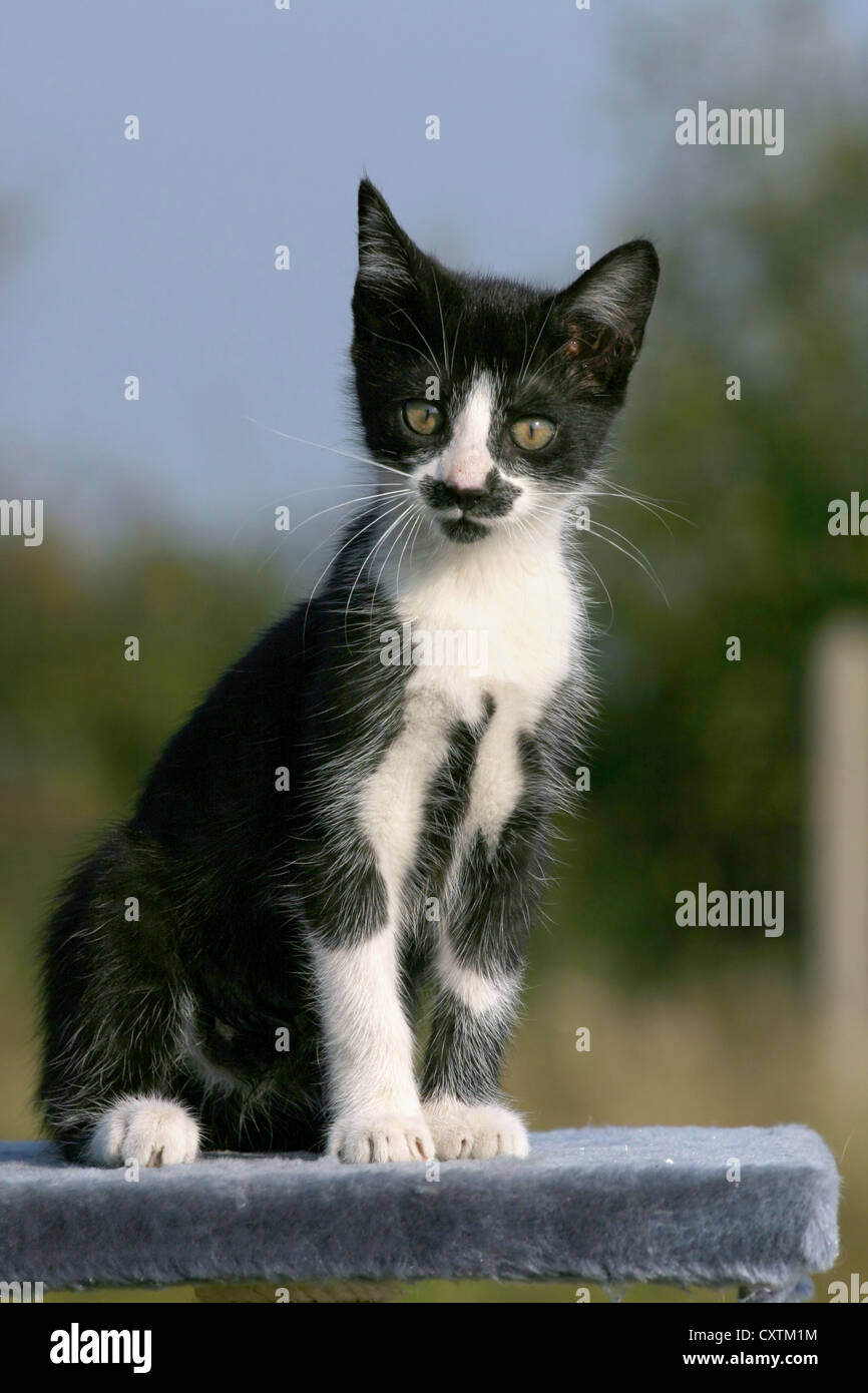 Piebald cats hi-res stock photography and images - Alamy