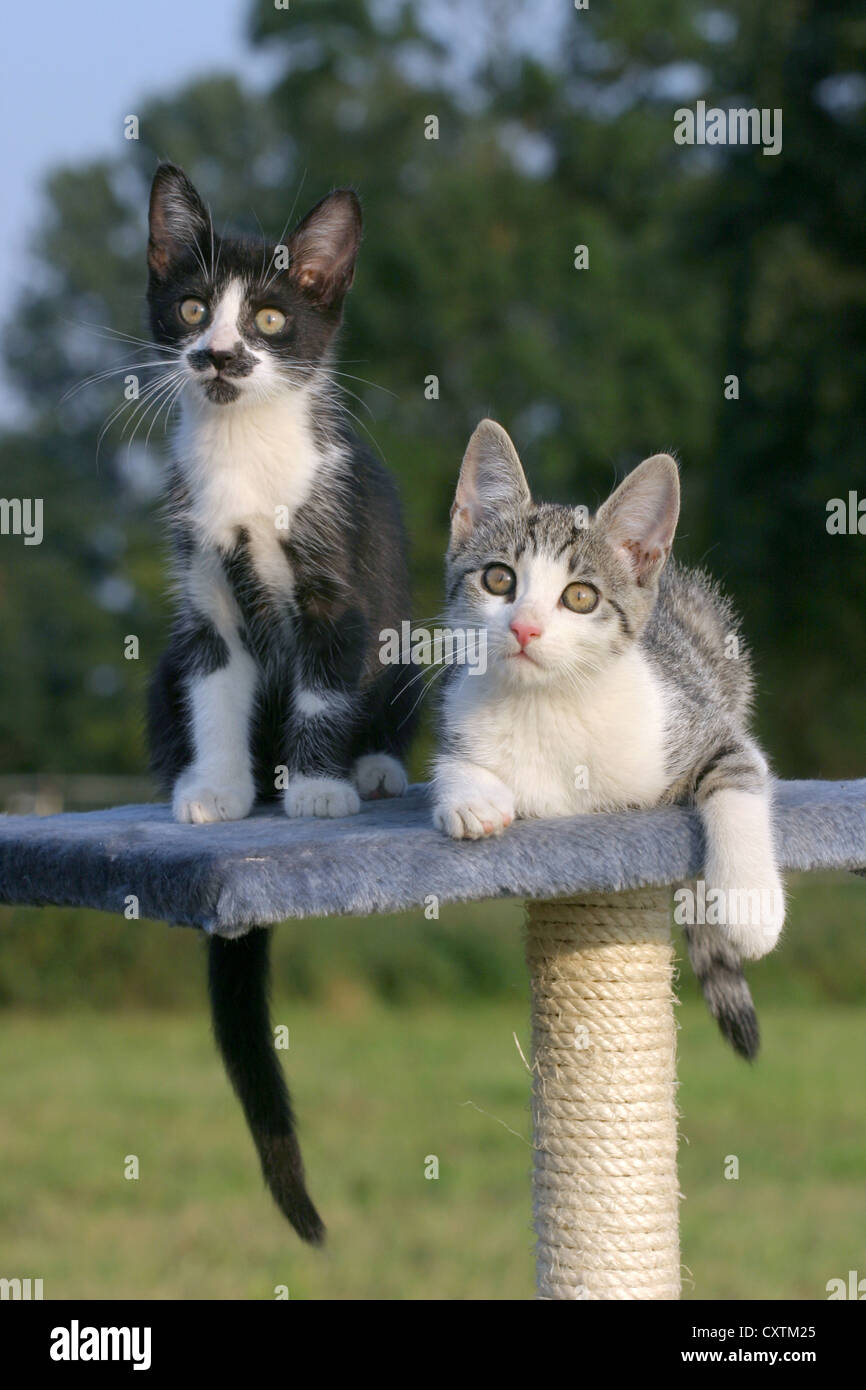 Piebald cats hi-res stock photography and images - Alamy