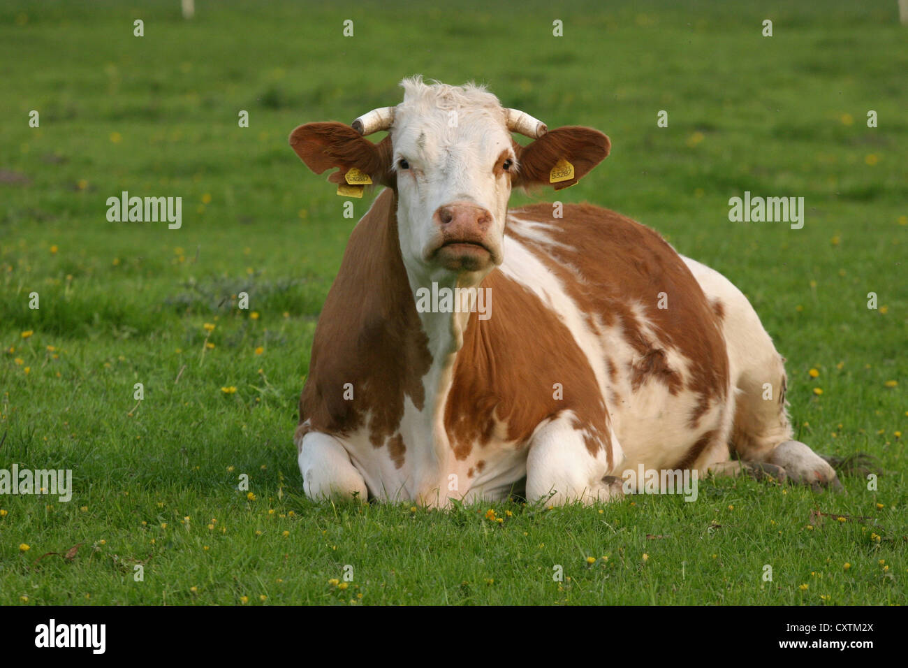 Piebald cows grazing hi-res stock photography and images - Alamy