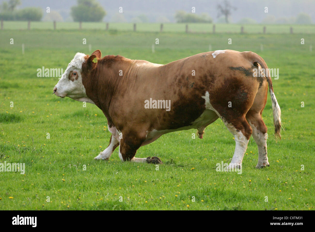 standing up cattle Stock Photo - Alamy