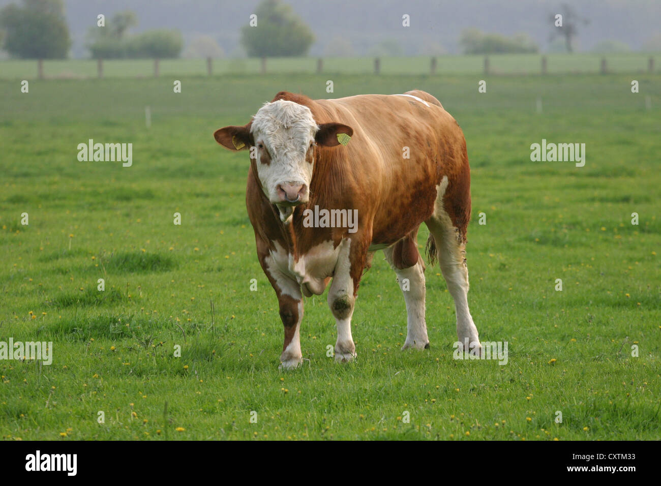Piebald cows grazing hi-res stock photography and images - Alamy