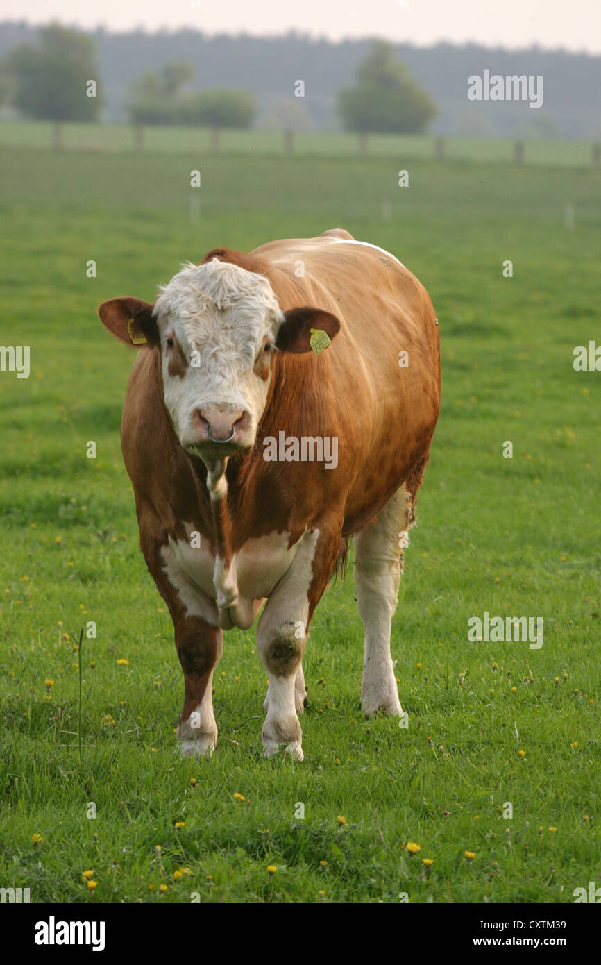 Piebald cows grazing hi-res stock photography and images - Alamy