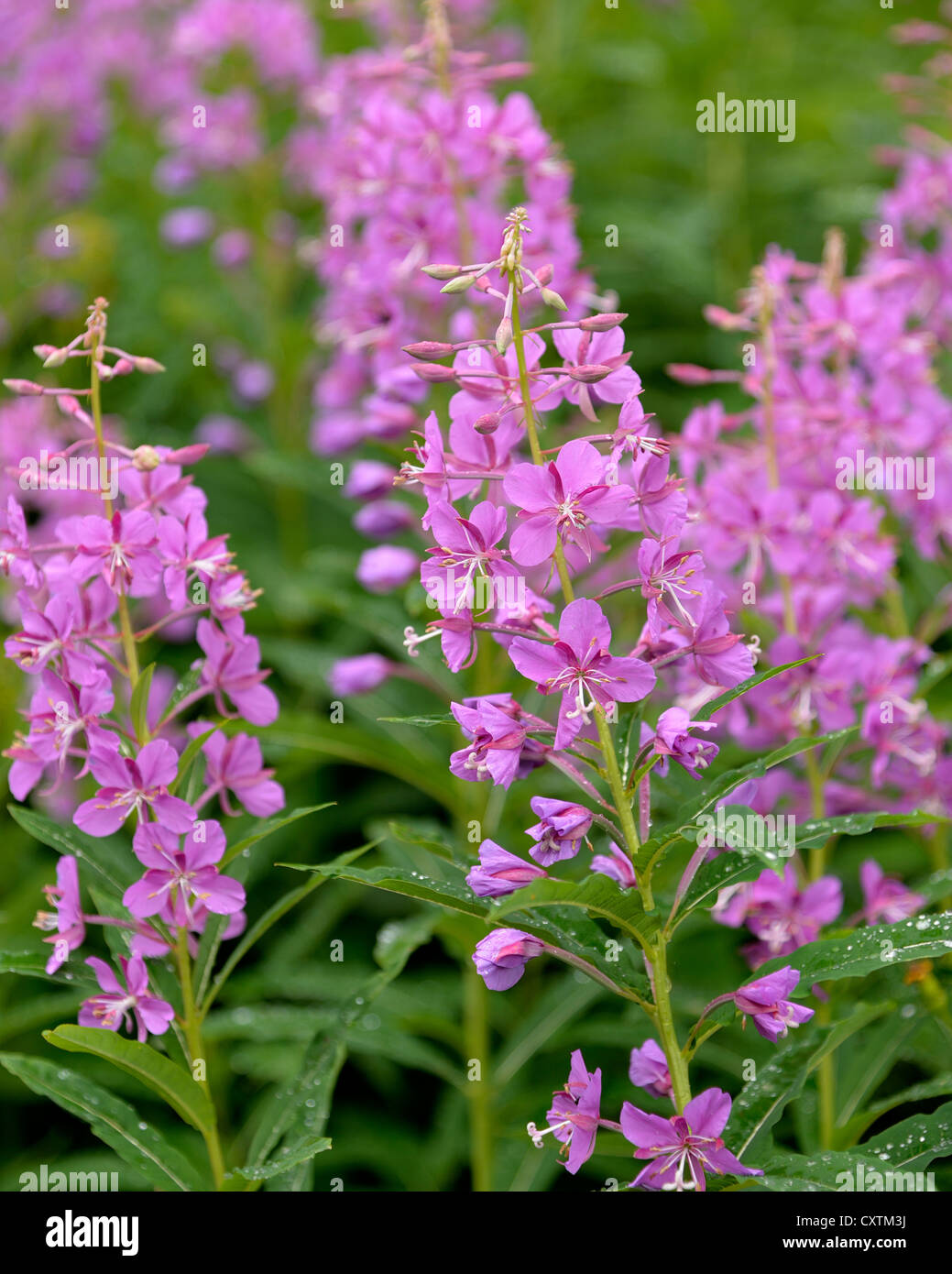 Pink Fireweed growing tall in an alpine meadow in northern British ...