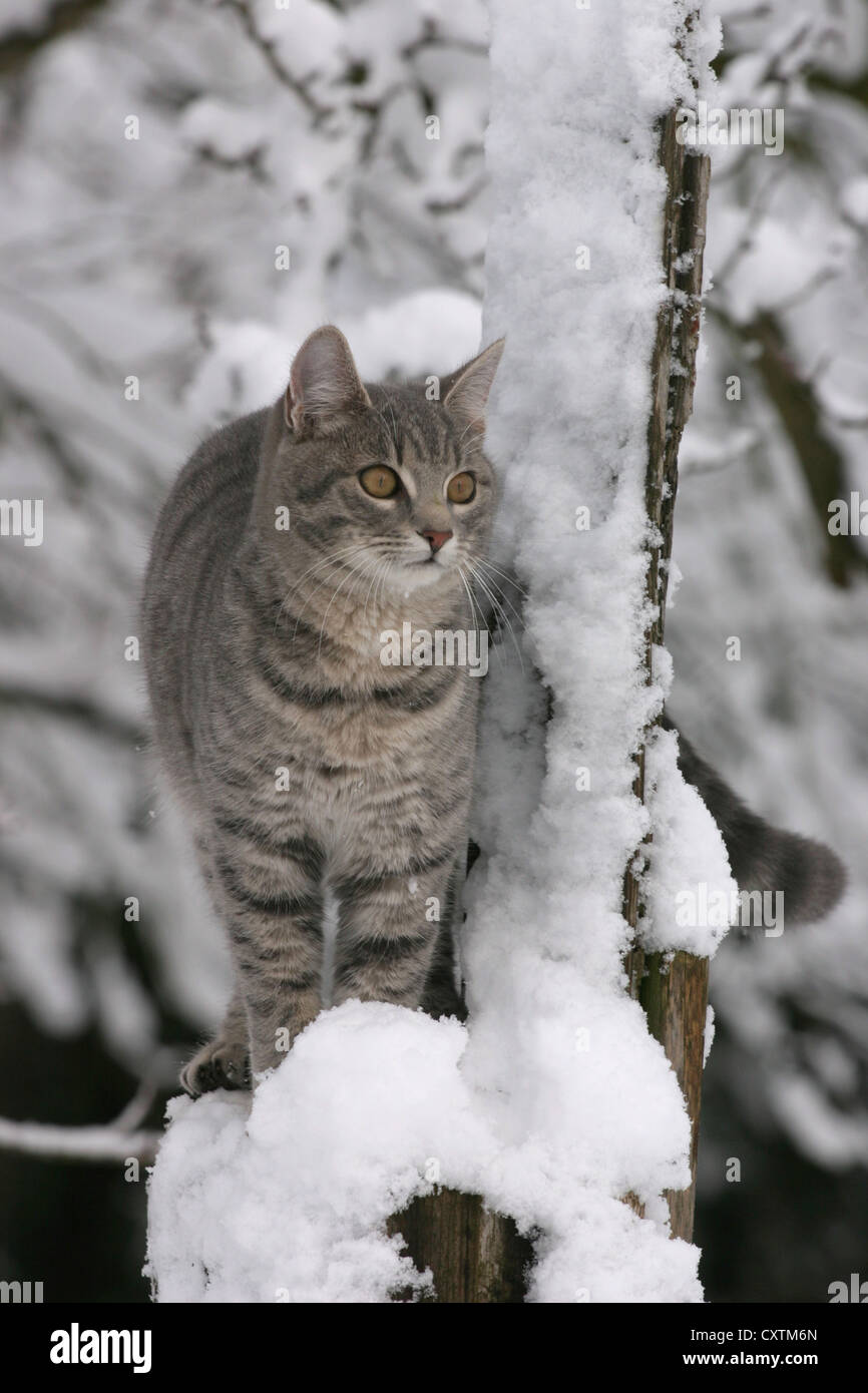 cat in snow Stock Photo - Alamy