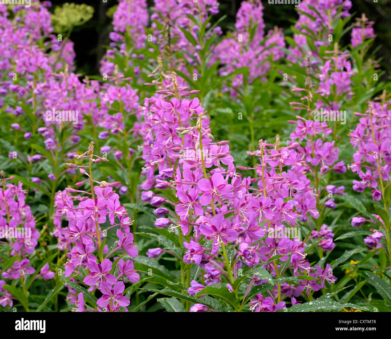 Close up fireweed flowers in hi-res stock photography and images - Alamy