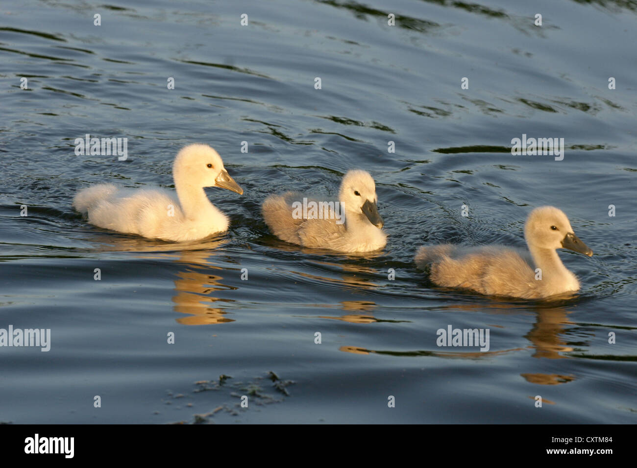 Fledglings fledgling hi-res stock photography and images - Alamy
