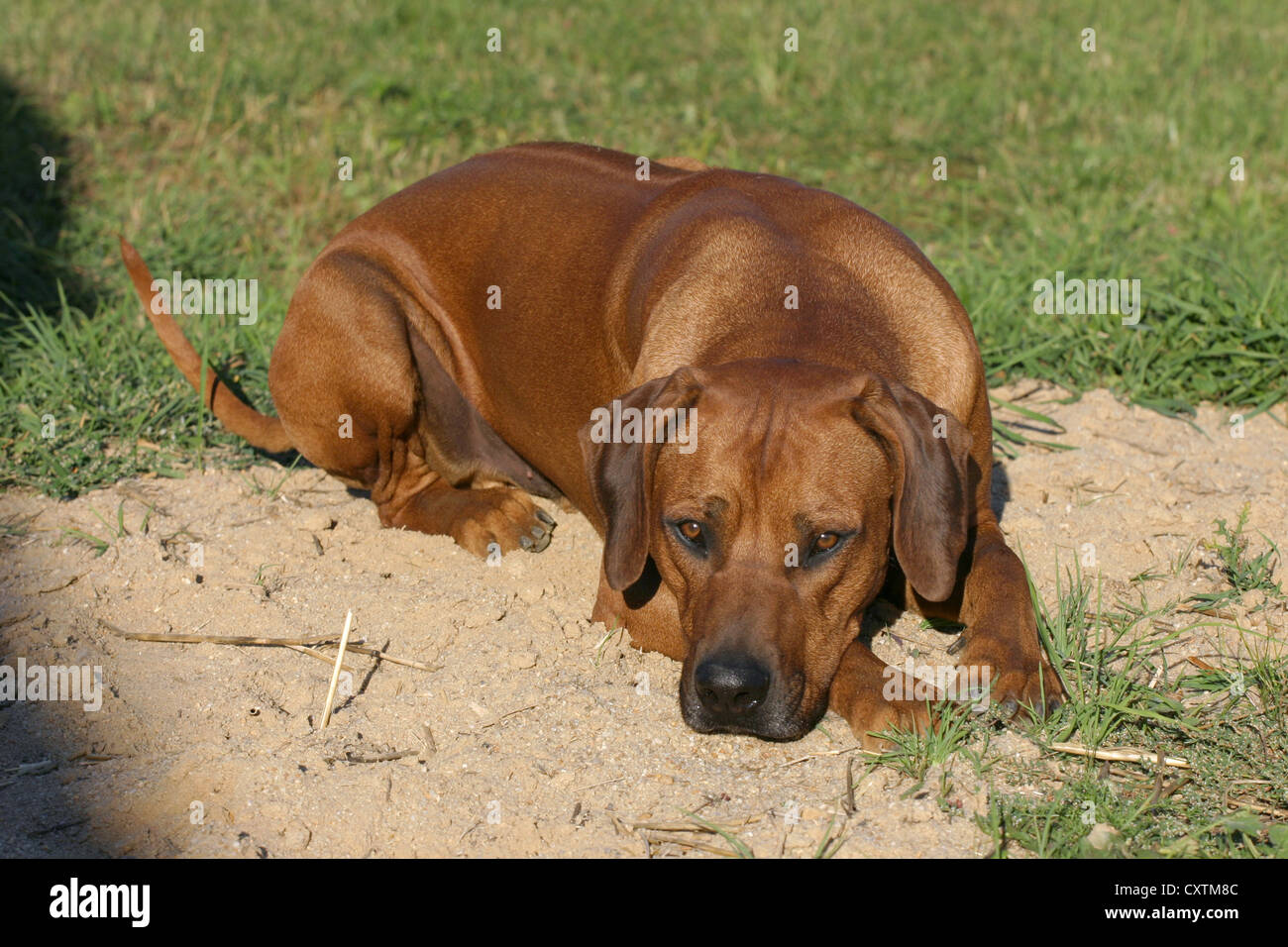 South african ridgeback hi-res stock photography and images - Alamy