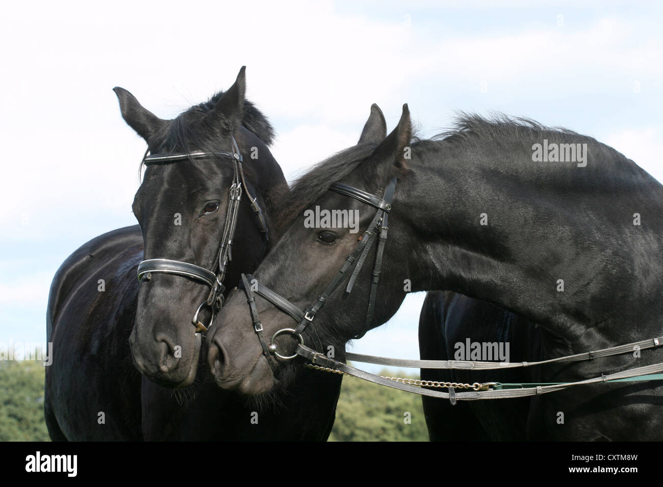 Black horses hi-res stock photography and images - Alamy