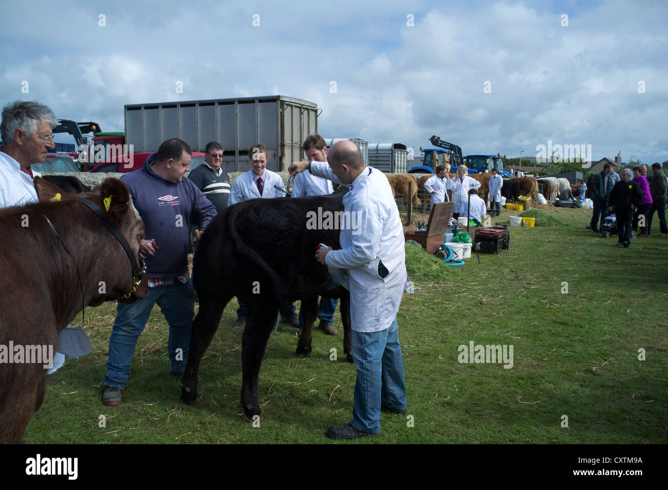 dh West Mainland show DOUNBY ORKNEY Farmer grooming cattle Stock Photo ...