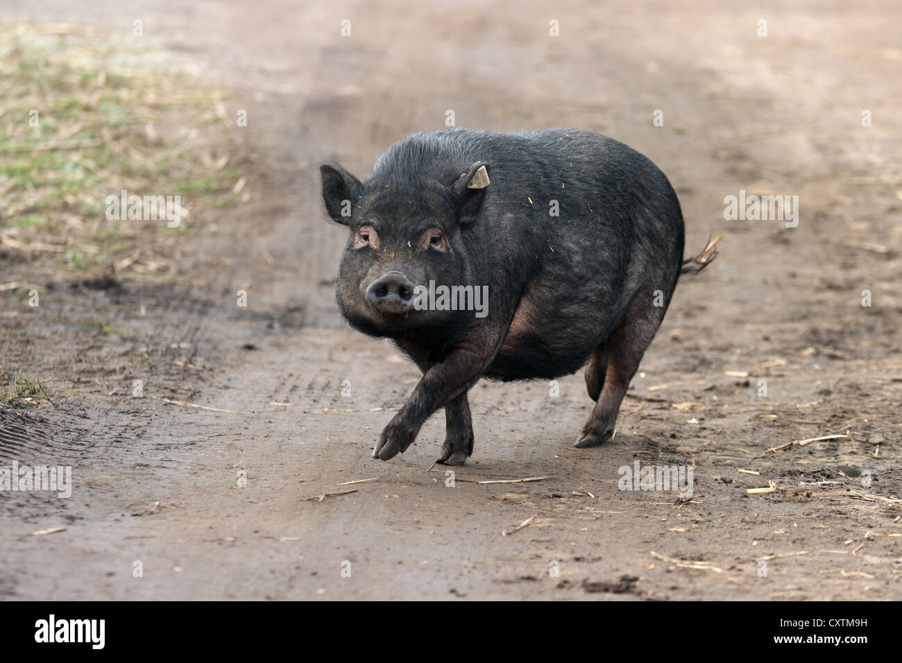 Minipig hi-res stock photography and images - Alamy