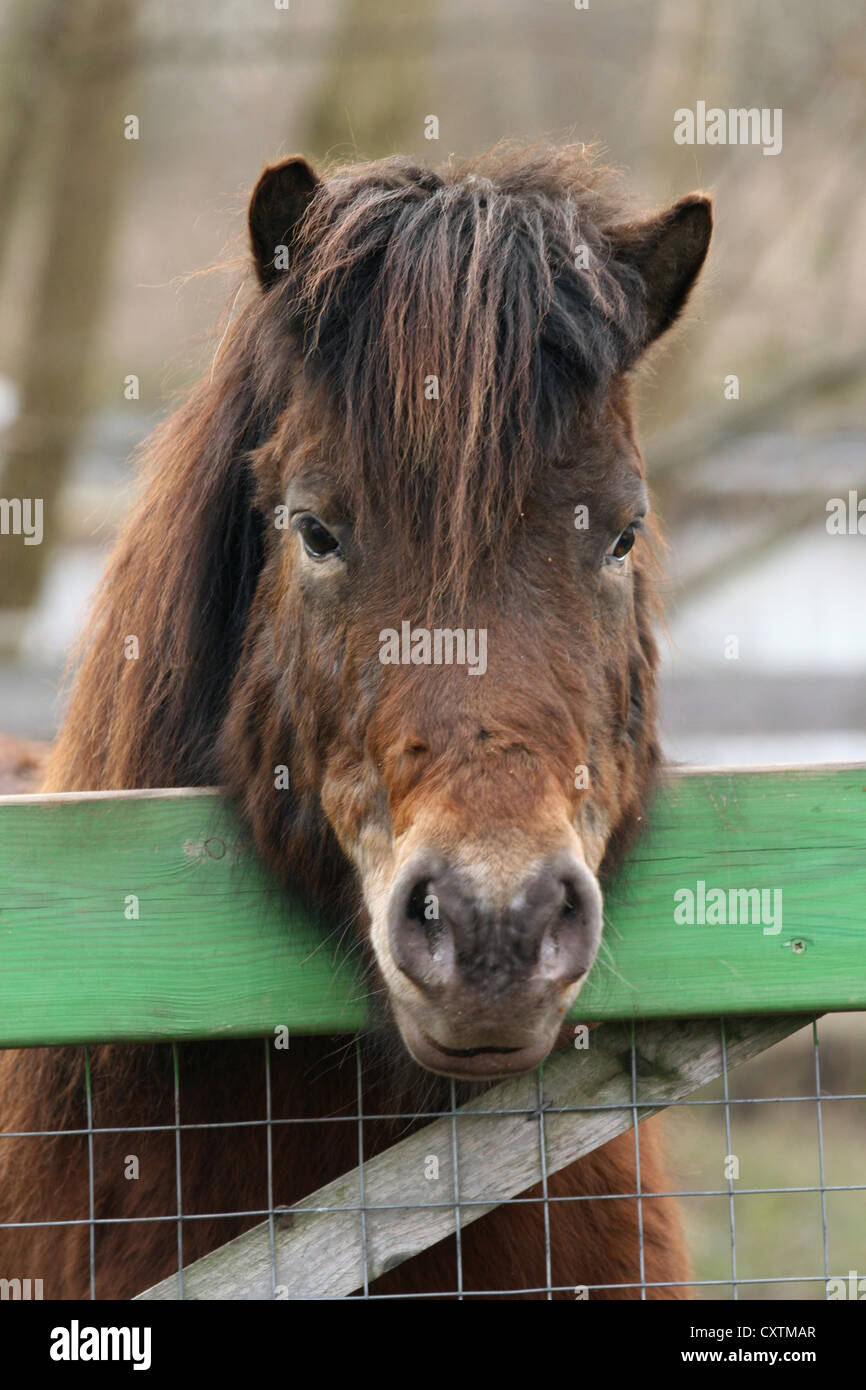 Pony enclosure hi-res stock photography and images - Alamy