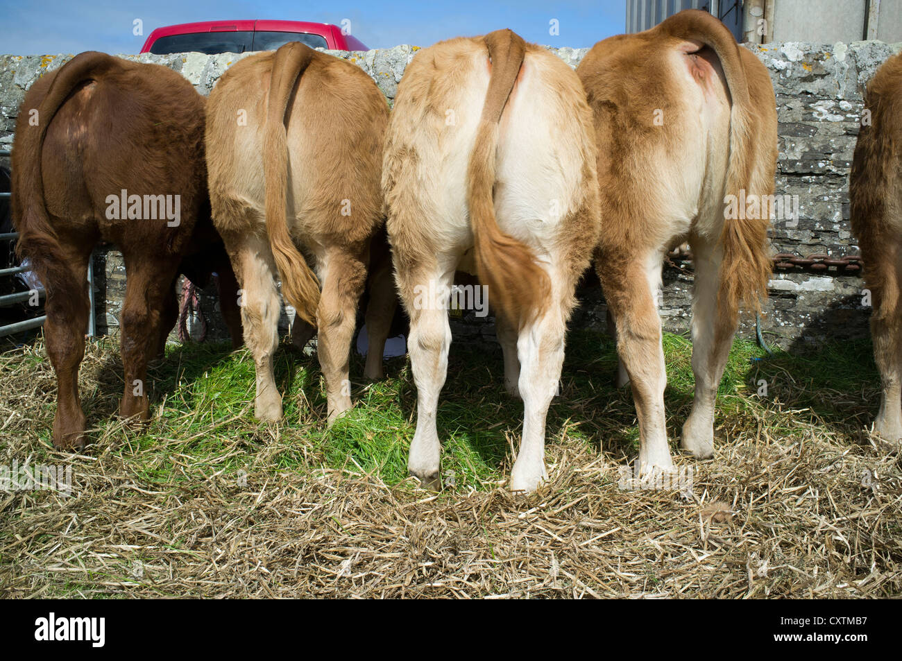 dh West Mainland show DOUNBY ORKNEY View back side of beef cows ...