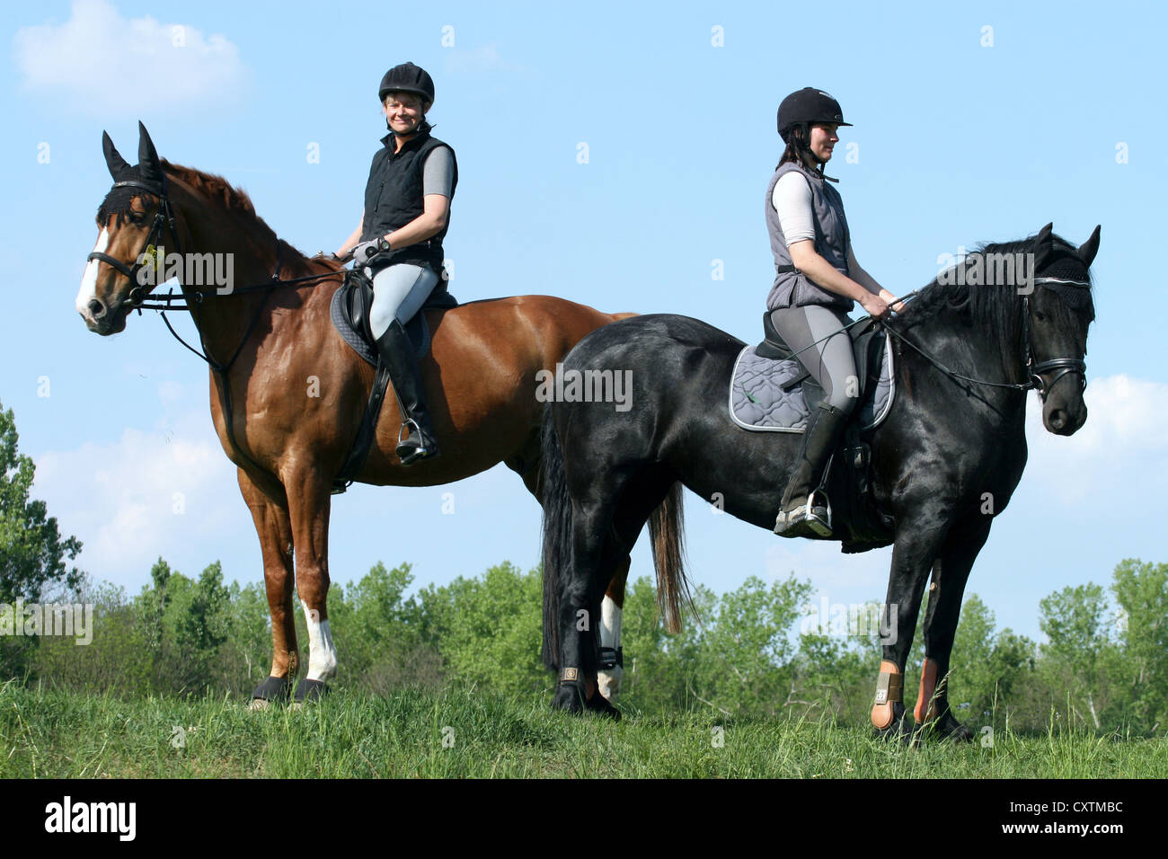 Friesian Horse Riding High Resolution Stock Photography and Images - Alamy
