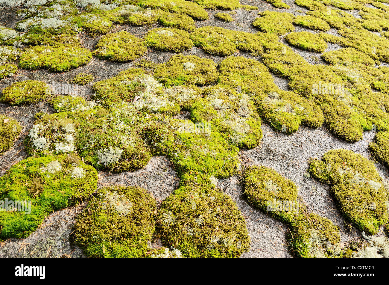 Moss backgrounds hi-res stock photography and images - Alamy