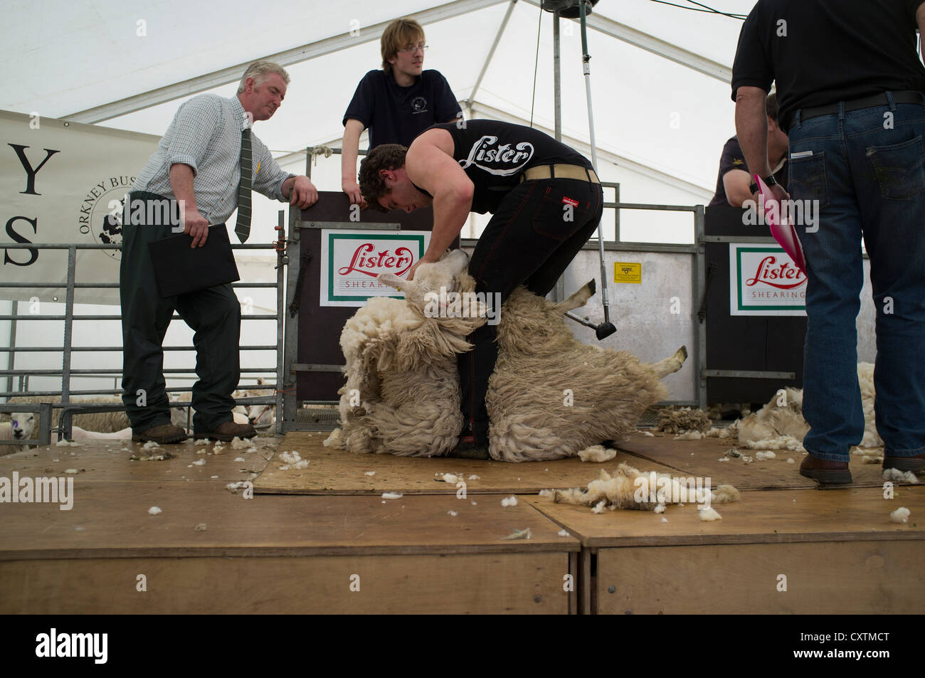 dh West Mainland show DOUNBY ORKNEY Judge and shearer at sheep shearing ...