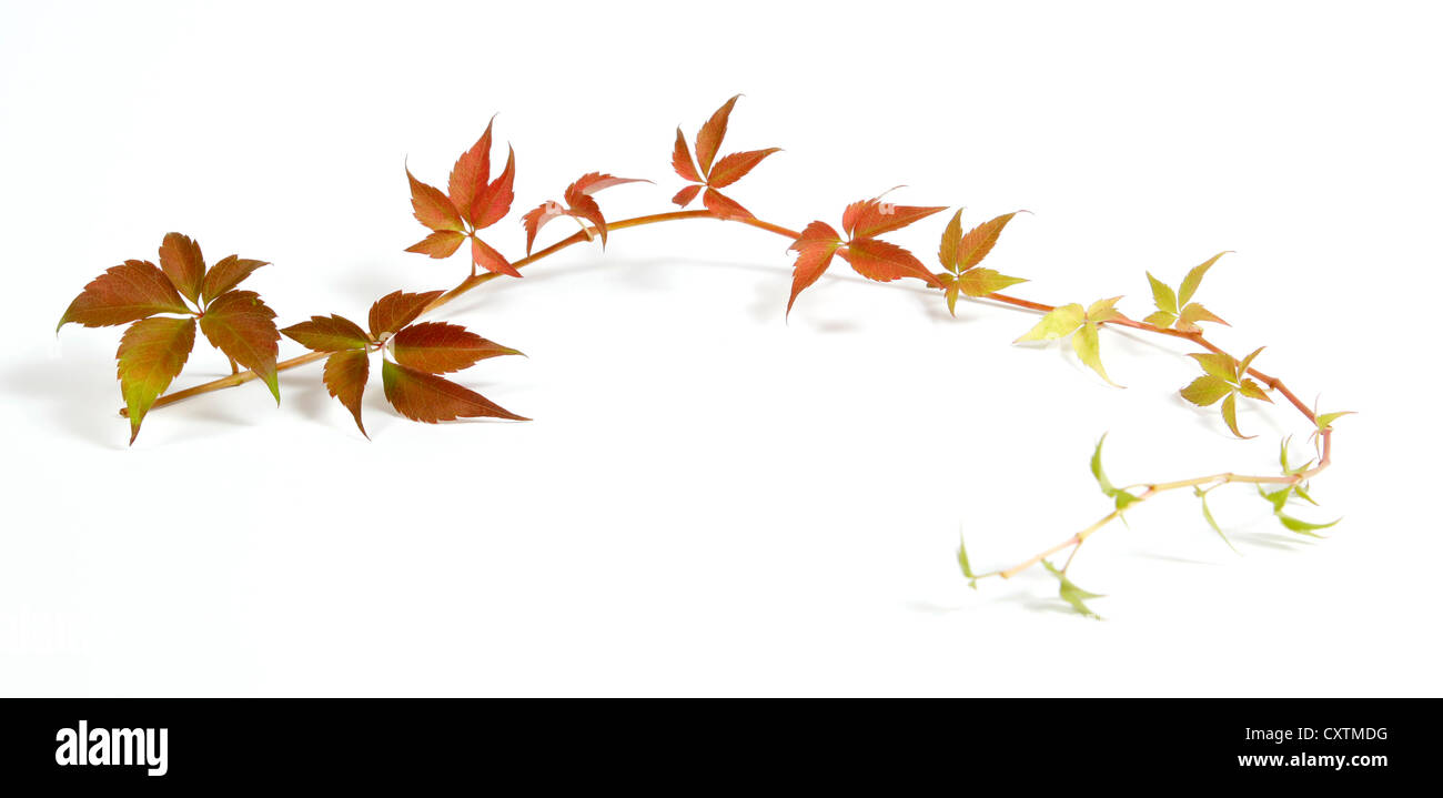 Twig of a climbing plant Stock Photo - Alamy