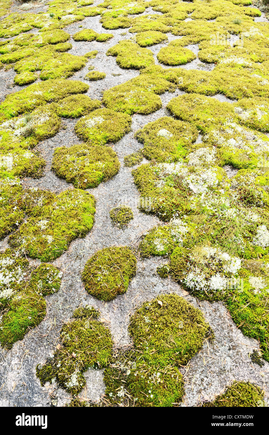 Moss backgrounds hi-res stock photography and images - Alamy