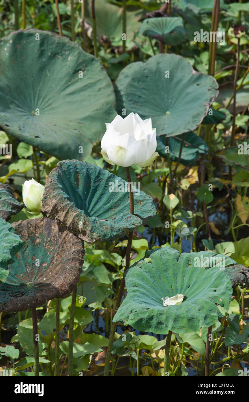 White Lotus in the River Stock Photo - Alamy