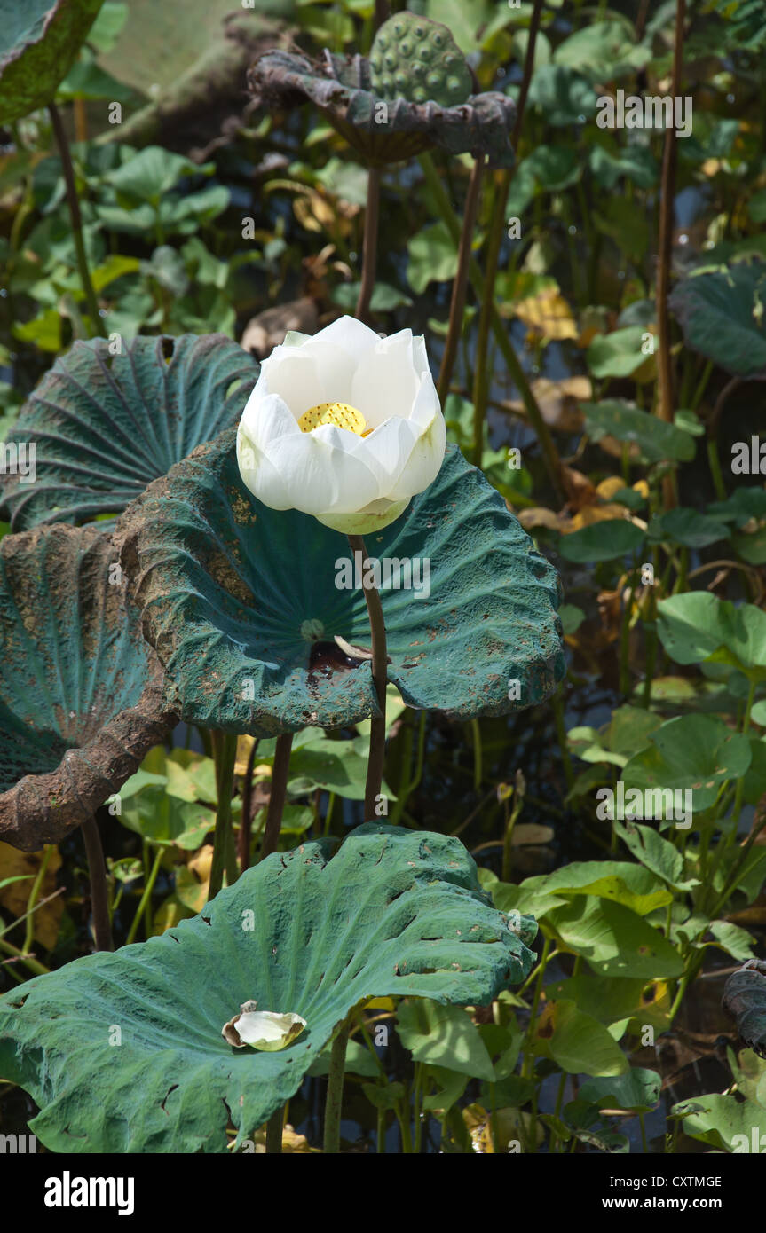 White Lotus in the River Stock Photo - Alamy