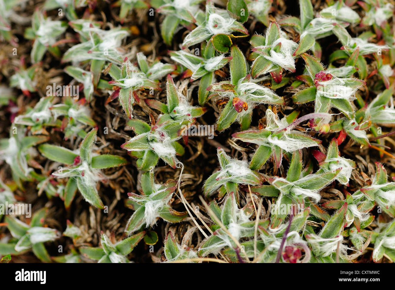 Sea Plantain, Plantago maritima, Keen of Hamar NNR, Unst, Shetland ...