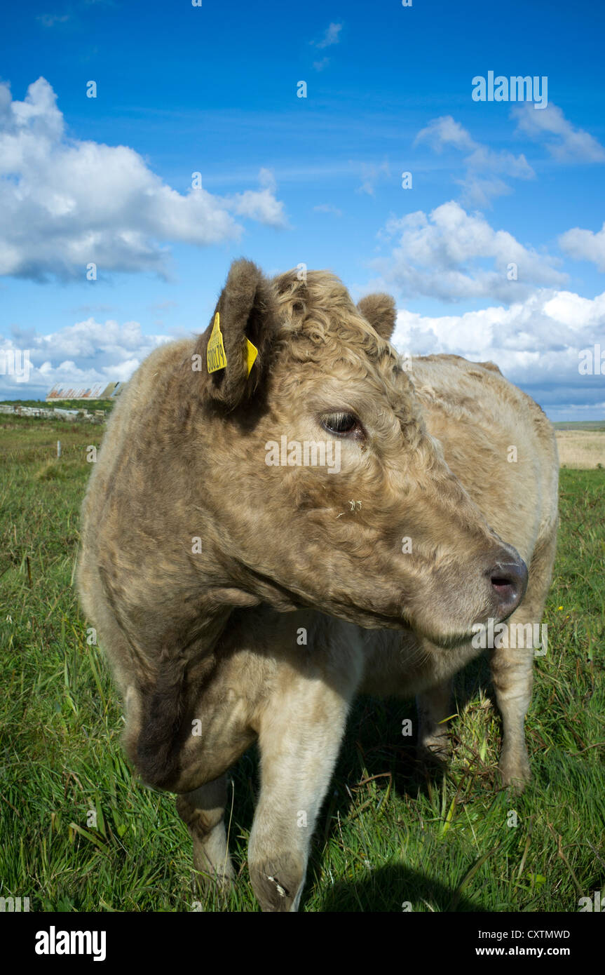 dh COW FARMING Beef cow face with tags farm cows close up cattle uk ...