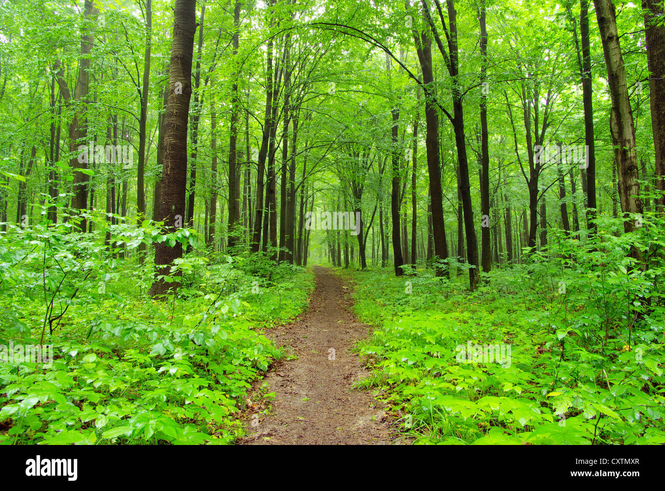 a path is in the green forest Stock Photo - Alamy