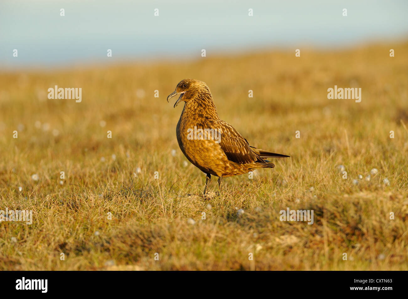 Stercorarius skua shetland hi-res stock photography and images - Alamy