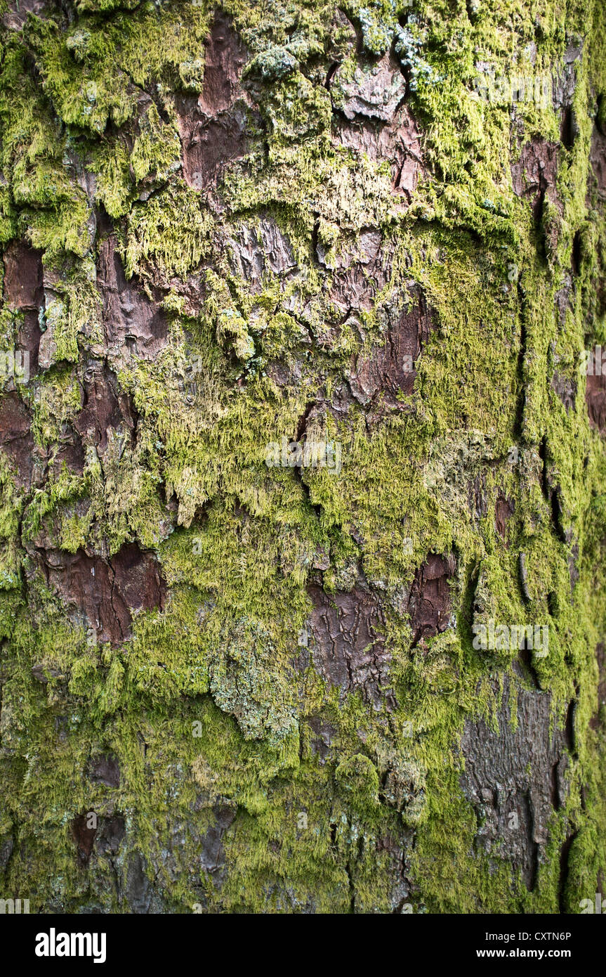 Moss On Tree Bark