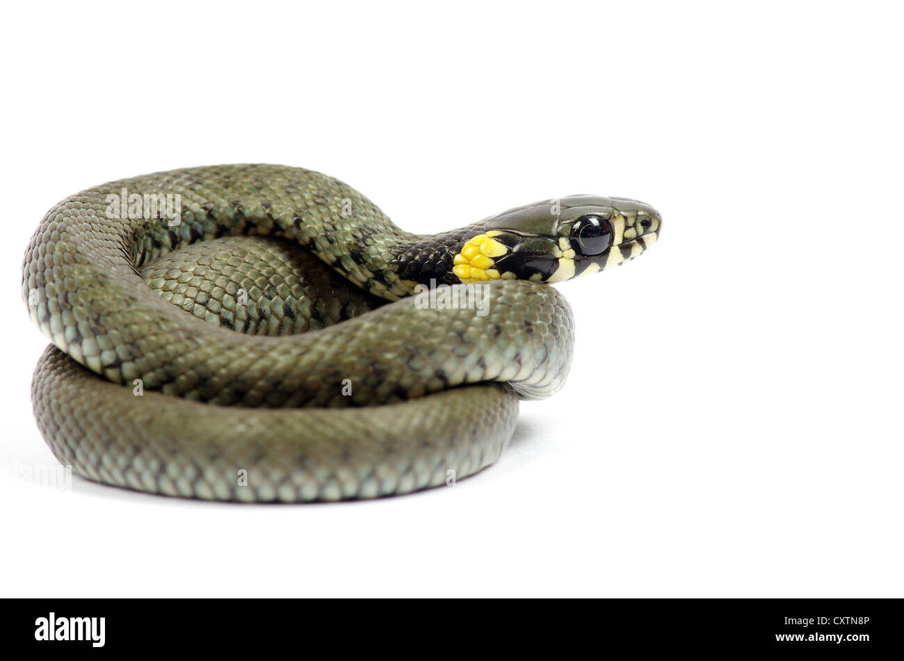 snake isolated on white background Stock Photo - Alamy