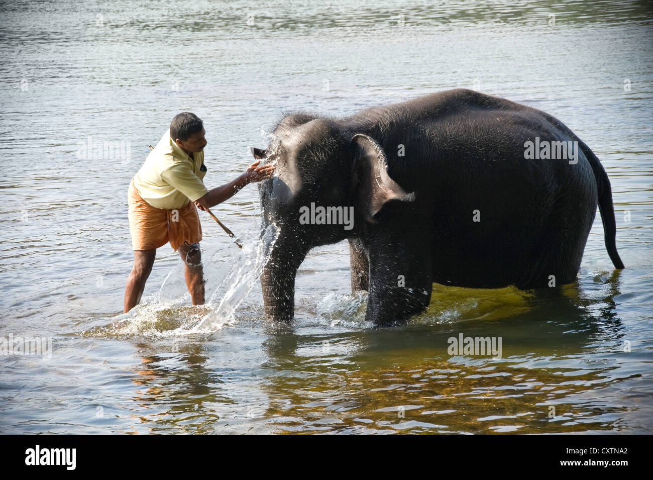 Horizontal view of a young Asian elephant being washed by its mahout in ...