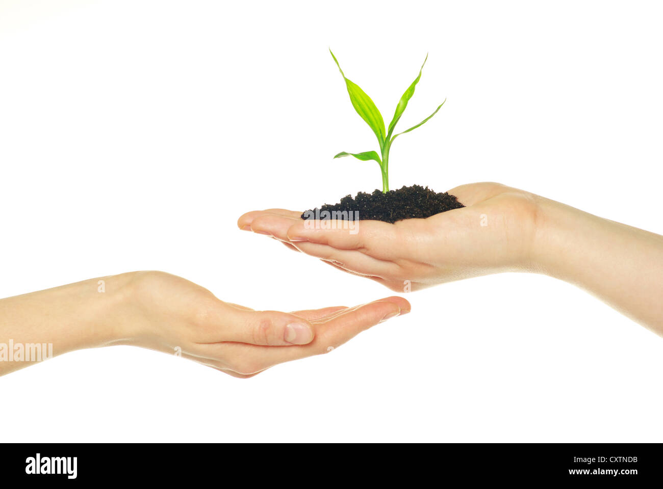Hands Plant Cut Out Stock Images & Pictures - Alamy