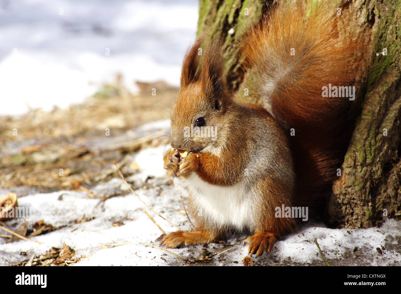 A squirrel hanging on tree Stock Photo - Alamy