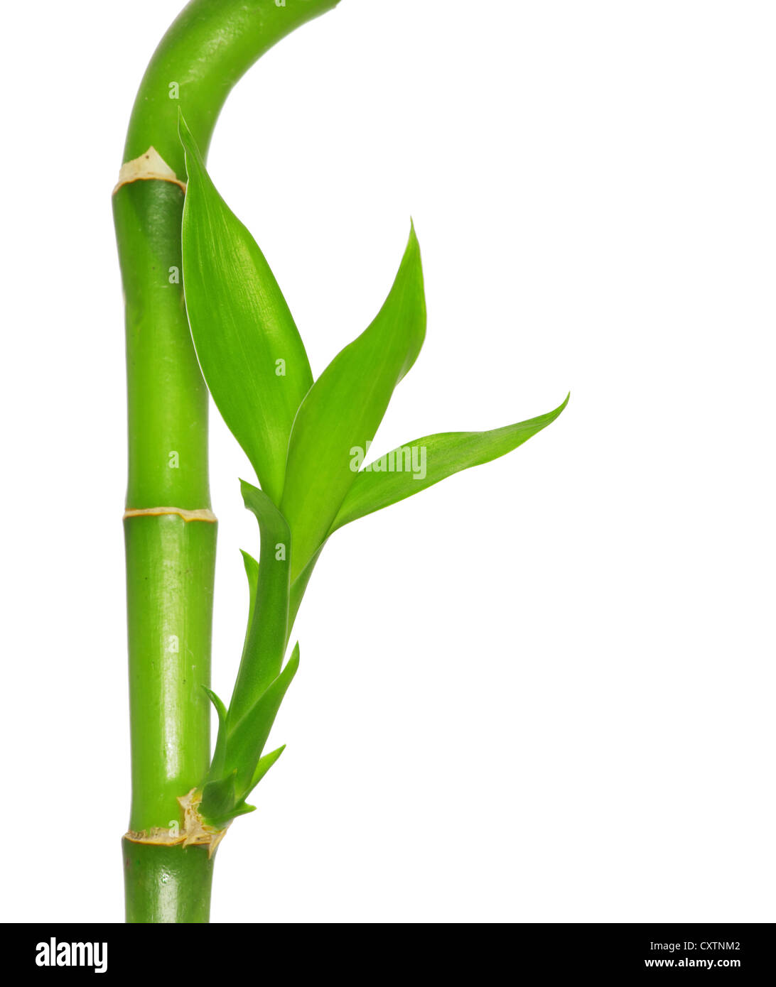 Green bamboo Cut Out Stock Images & Pictures - Alamy