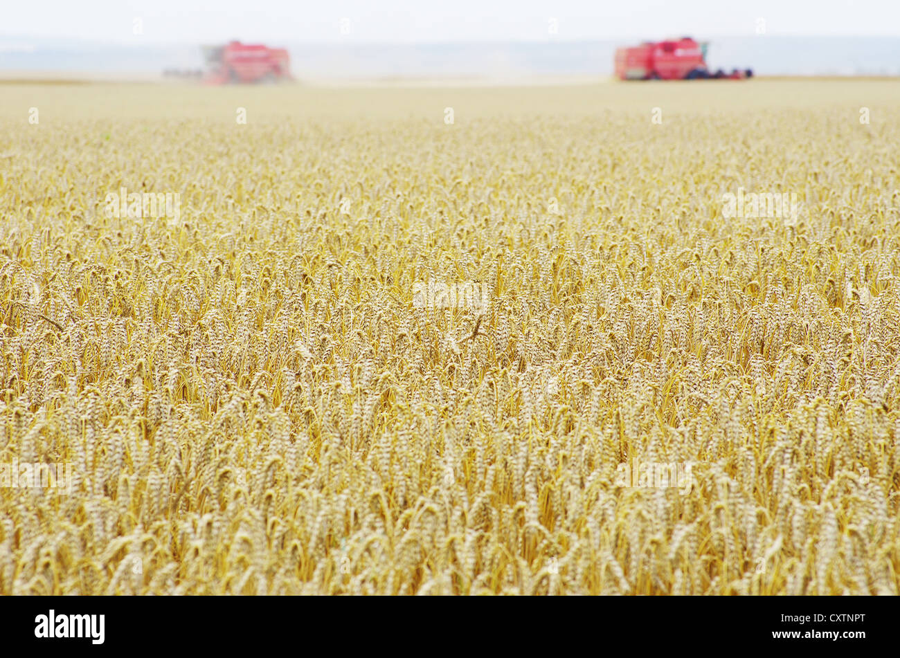 A wheat field being harvested Stock Photo - Alamy