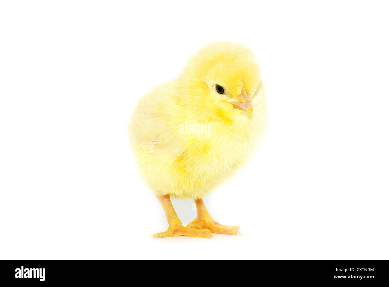 Cute little baby chicken isolated on white background Stock Photo - Alamy