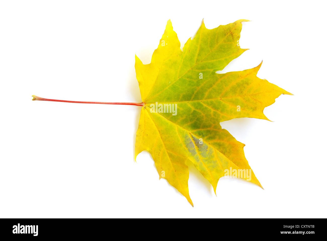 autumn maple leaf isolated on white background Stock Photo - Alamy