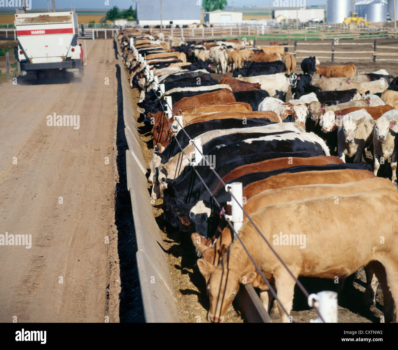Beef cattle in feed lot hi-res stock photography and images - Alamy